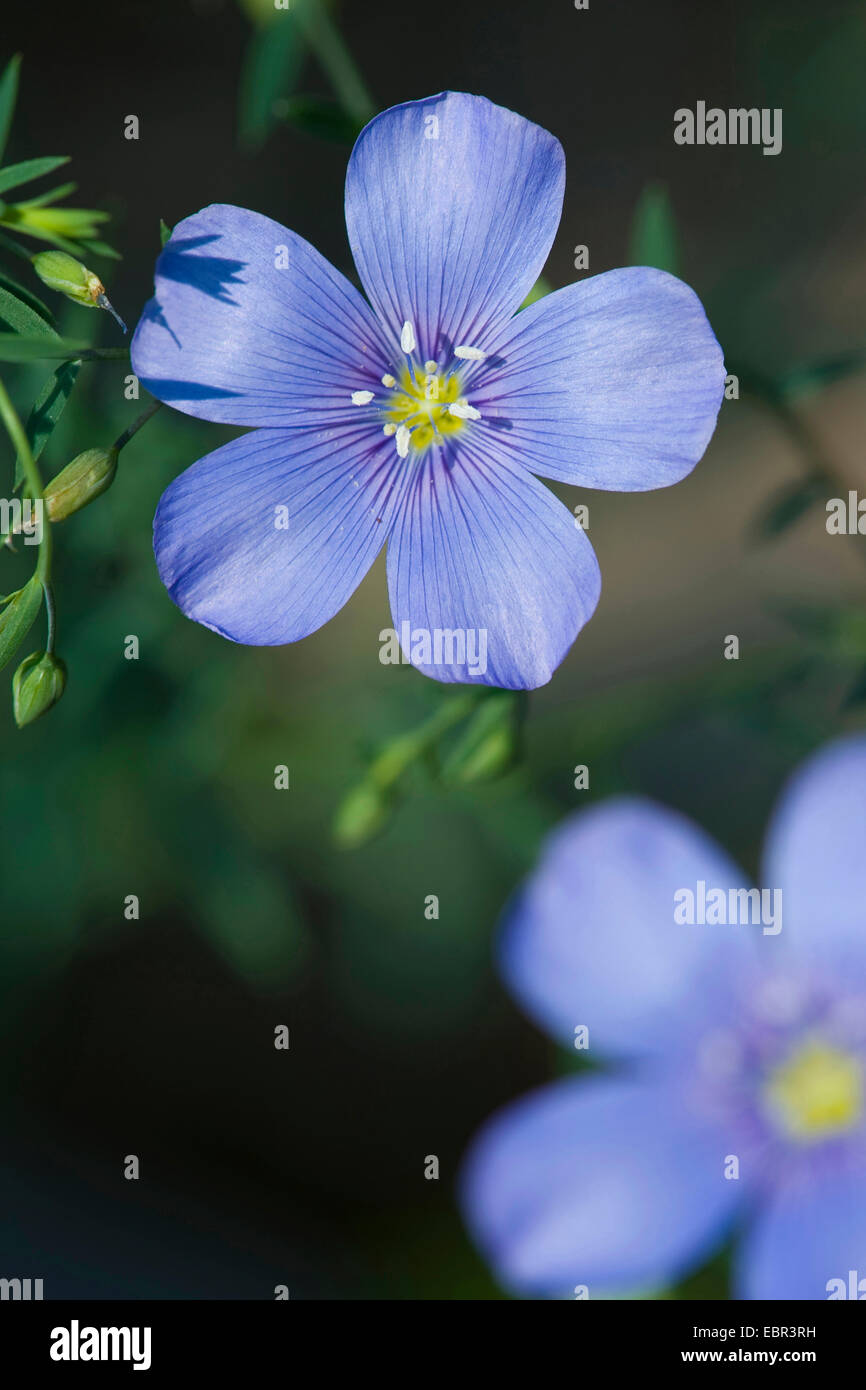 Austrian plants hi-res stock photography and images - Alamy