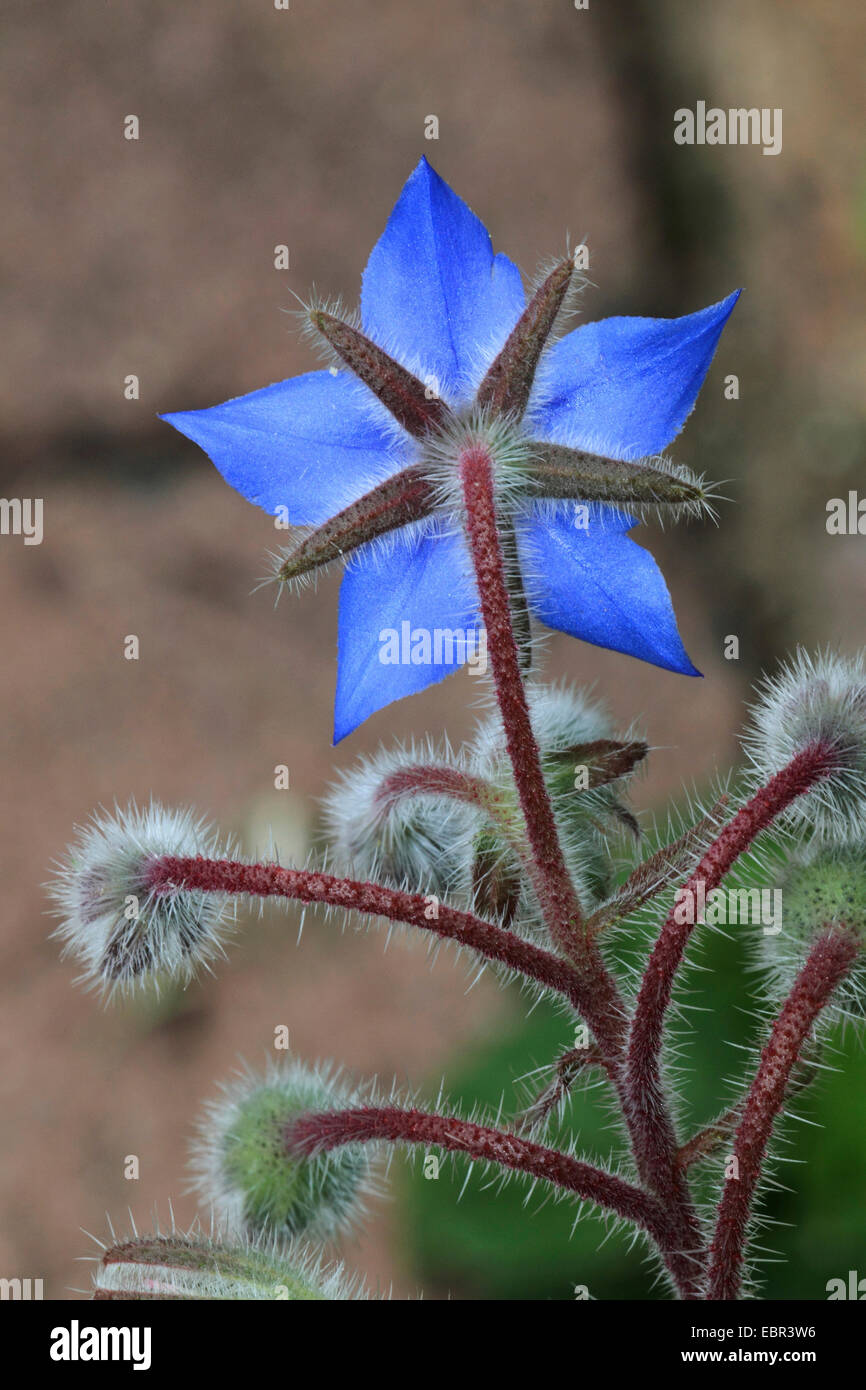 common borage (Borago officinalis), flower from the backside Stock ...