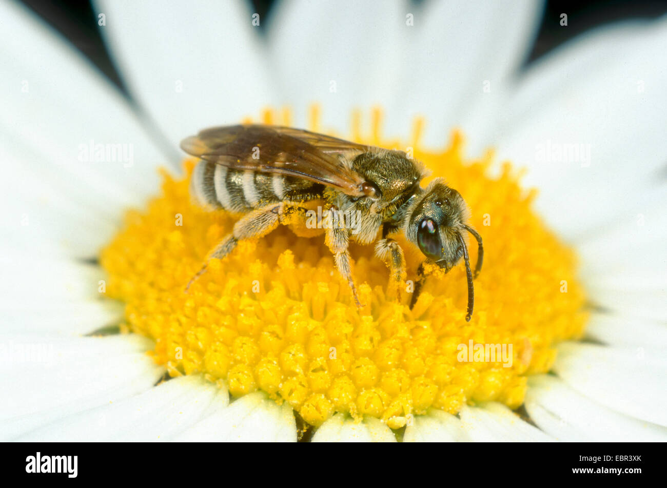 Halictus leucaheneus hi-res stock photography and images - Alamy