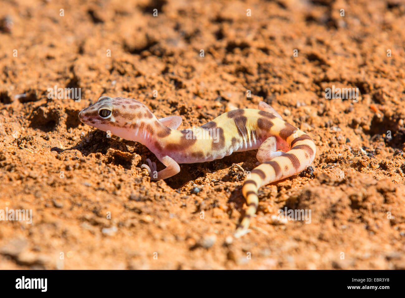 western banded gecko (Coleonyx variegatus), on the ground, USA, Arizona ...