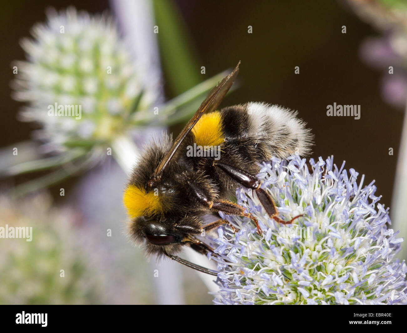 Female worker bee hi-res stock photography and images - Alamy