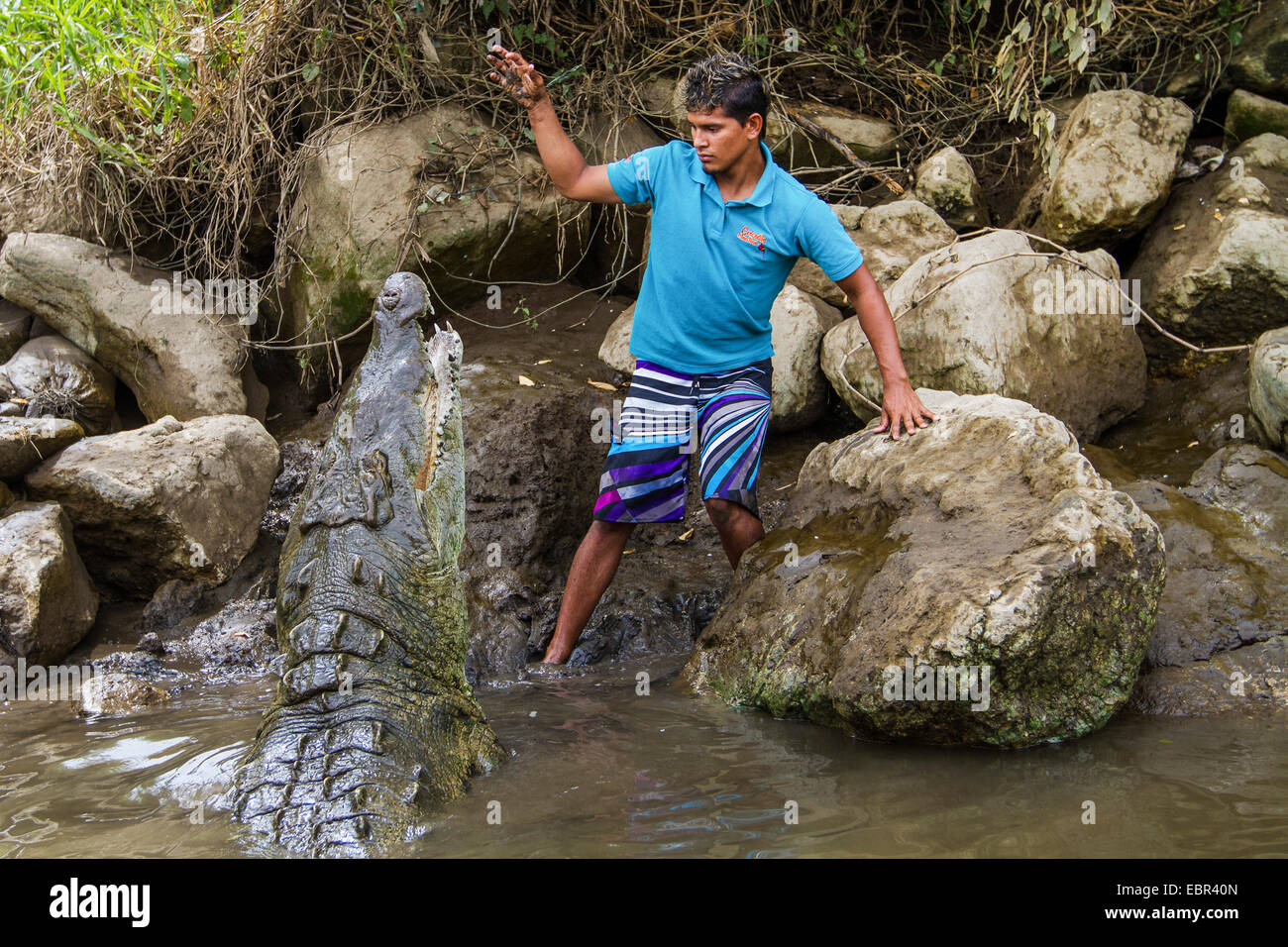 American crocodile (Crocodylus acutus), Costa Rica, Rio Tarcoles Stock ...