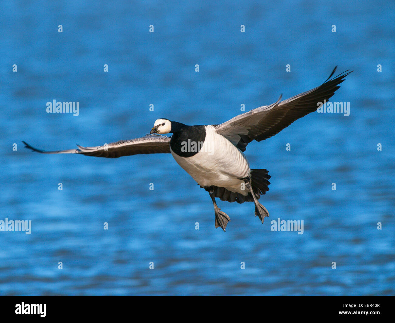 barnacle goose (Branta leucopsis), flying, Germany Stock Photo - Alamy