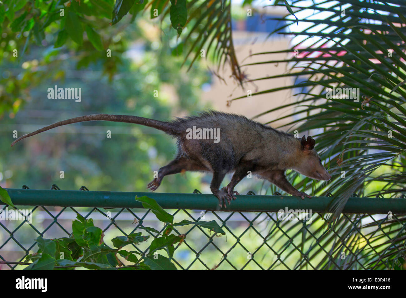 Southern opossum, Common opossum (Didelphis marsupialis), walking on ...