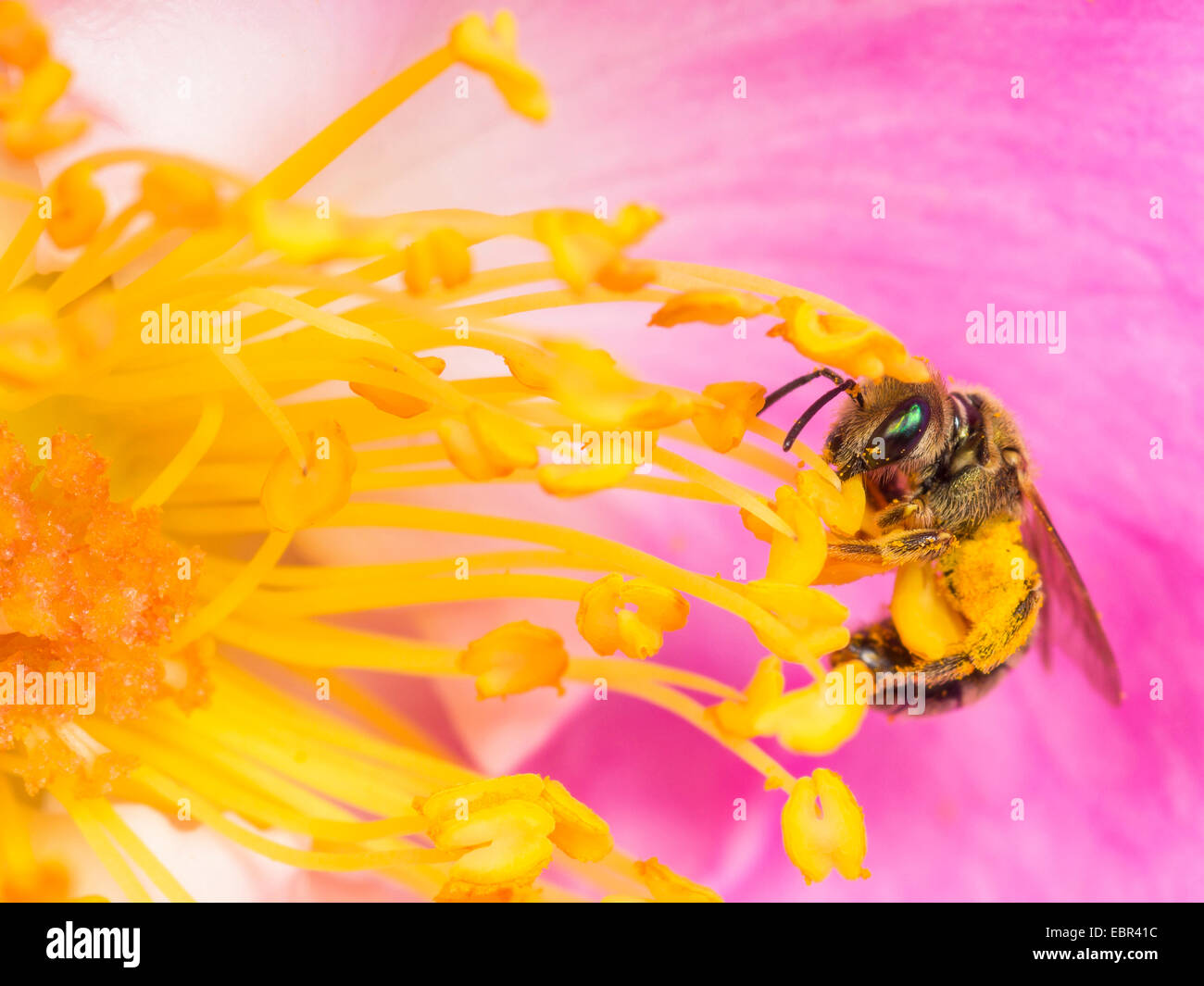 Sweat bee (Halictus confusus), female foraging on a dog rose flower ...
