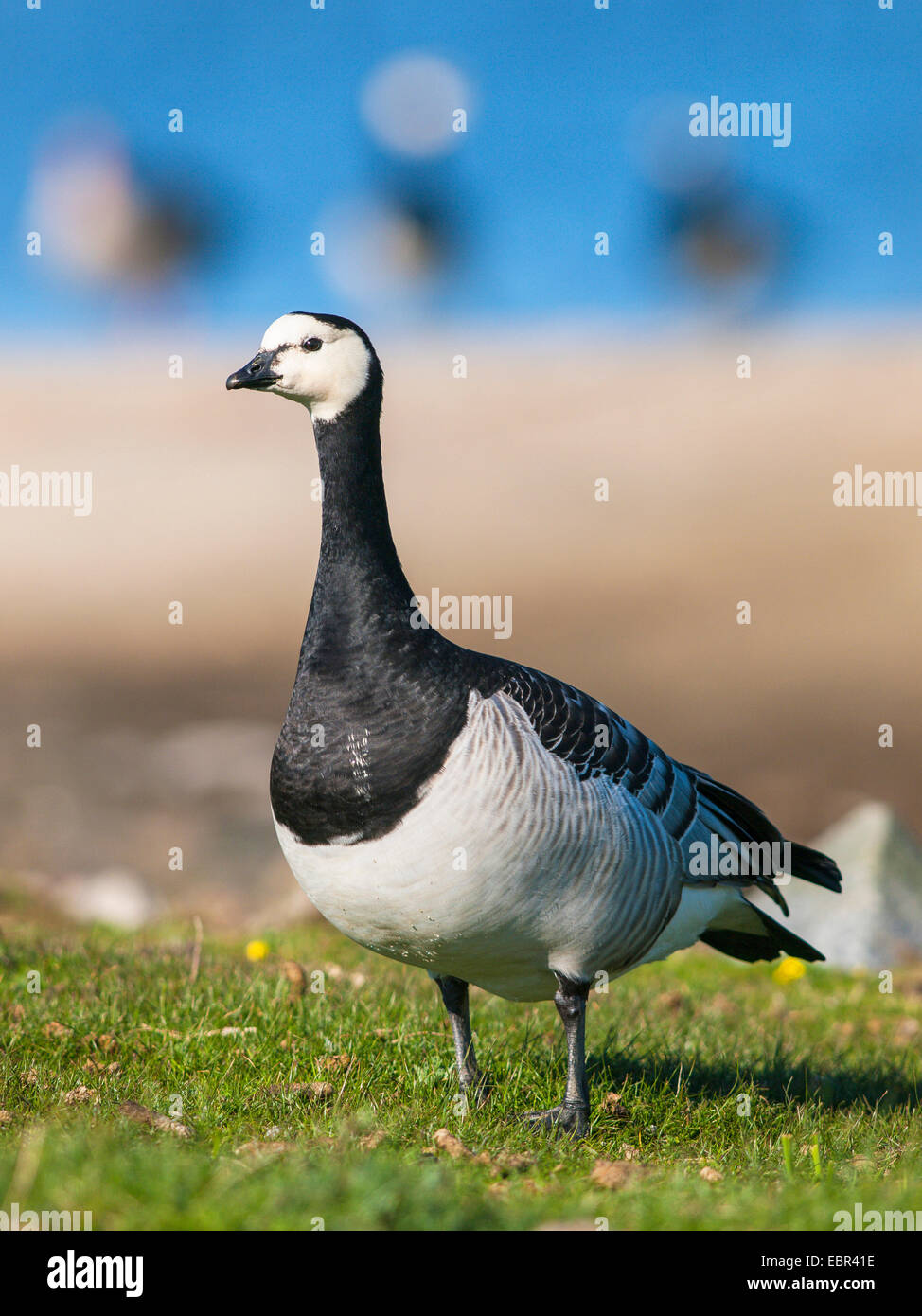 Barnacle geese on a bank hi-res stock photography and images - Alamy