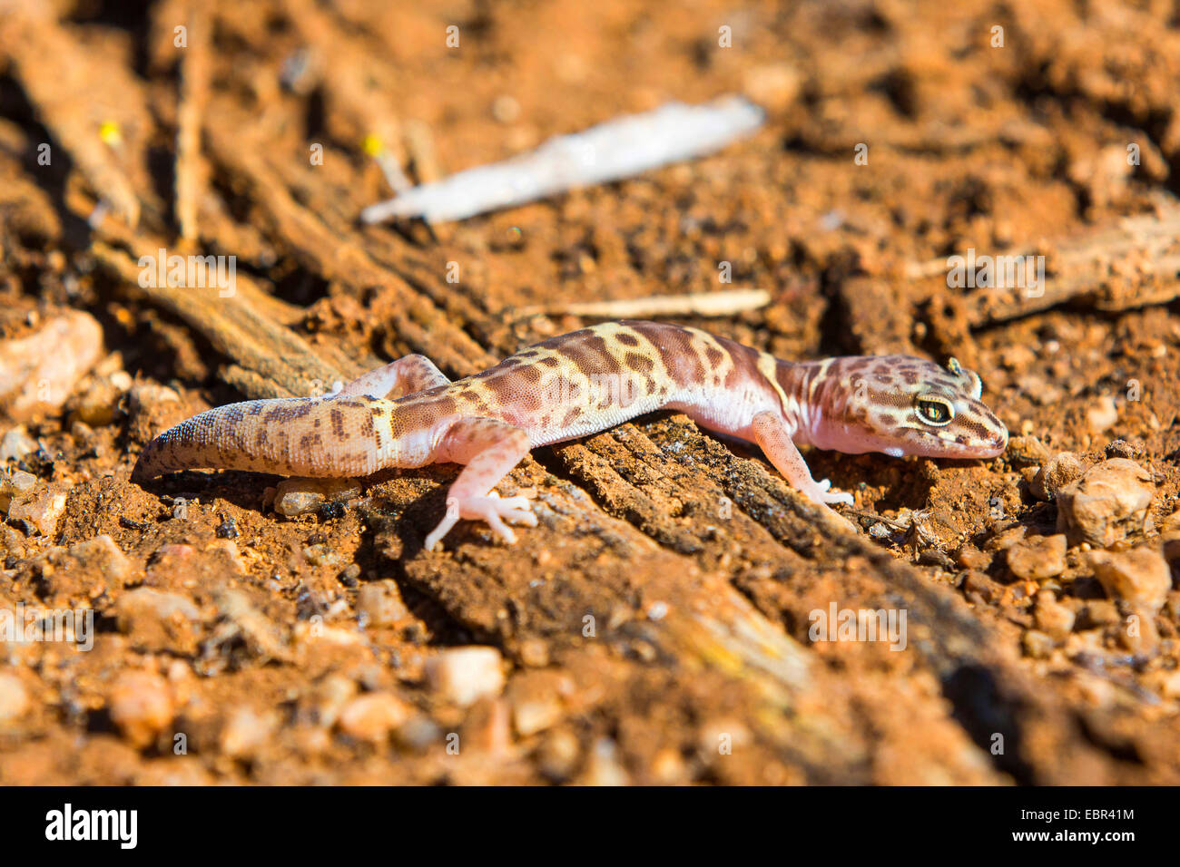 western banded gecko (Coleonyx variegatus), on the ground, USA, Arizona ...