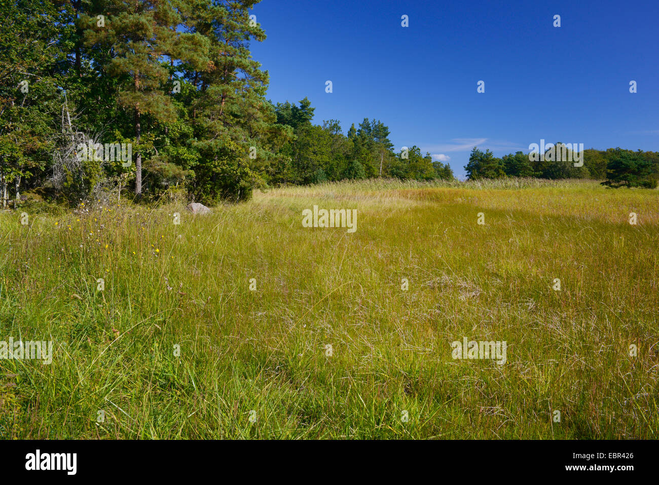 Swedish snakes hi-res stock photography and images - Alamy