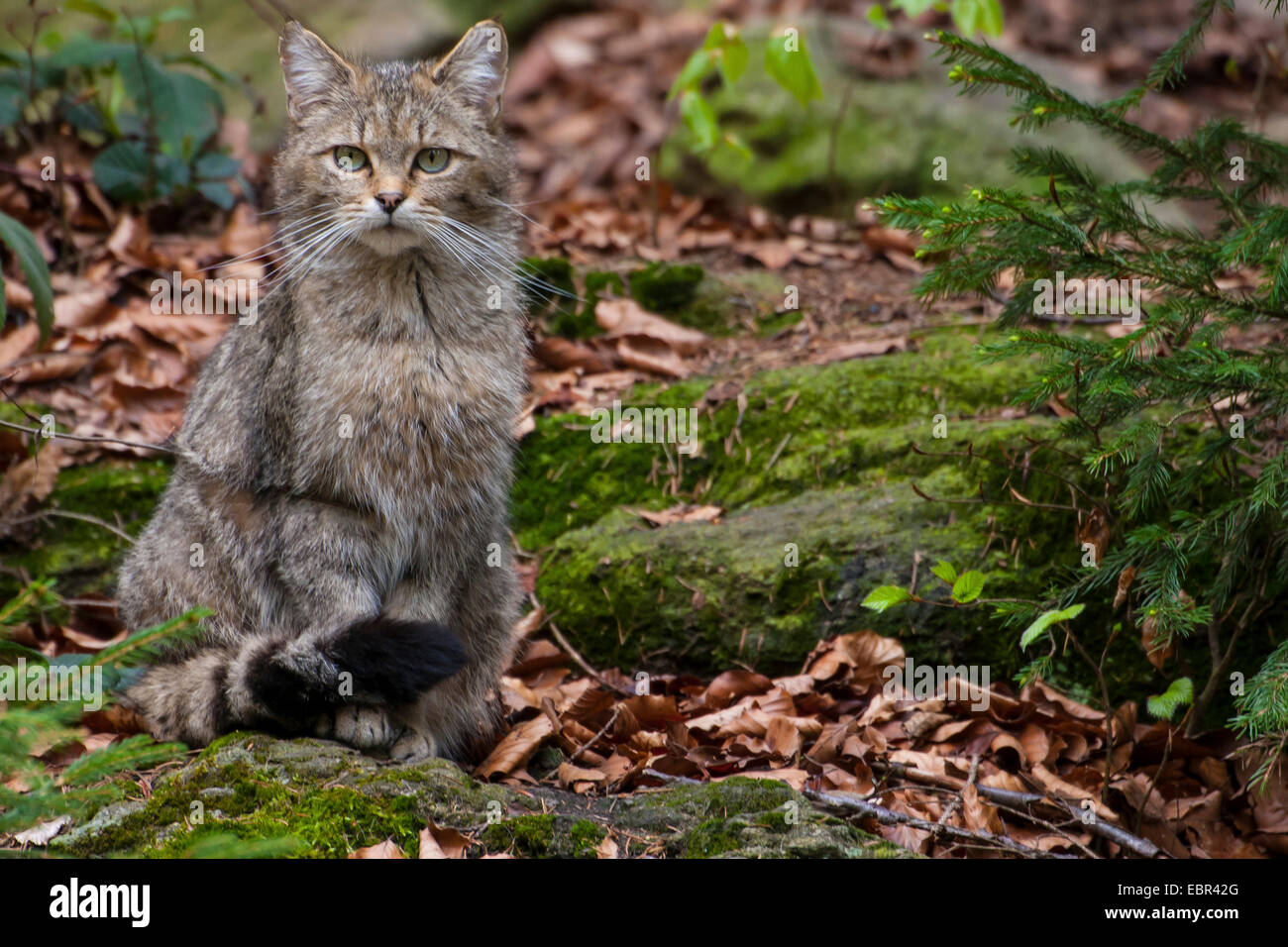 European wildcat, forest wildcat (Felis silvestris silvestris), sitting ...