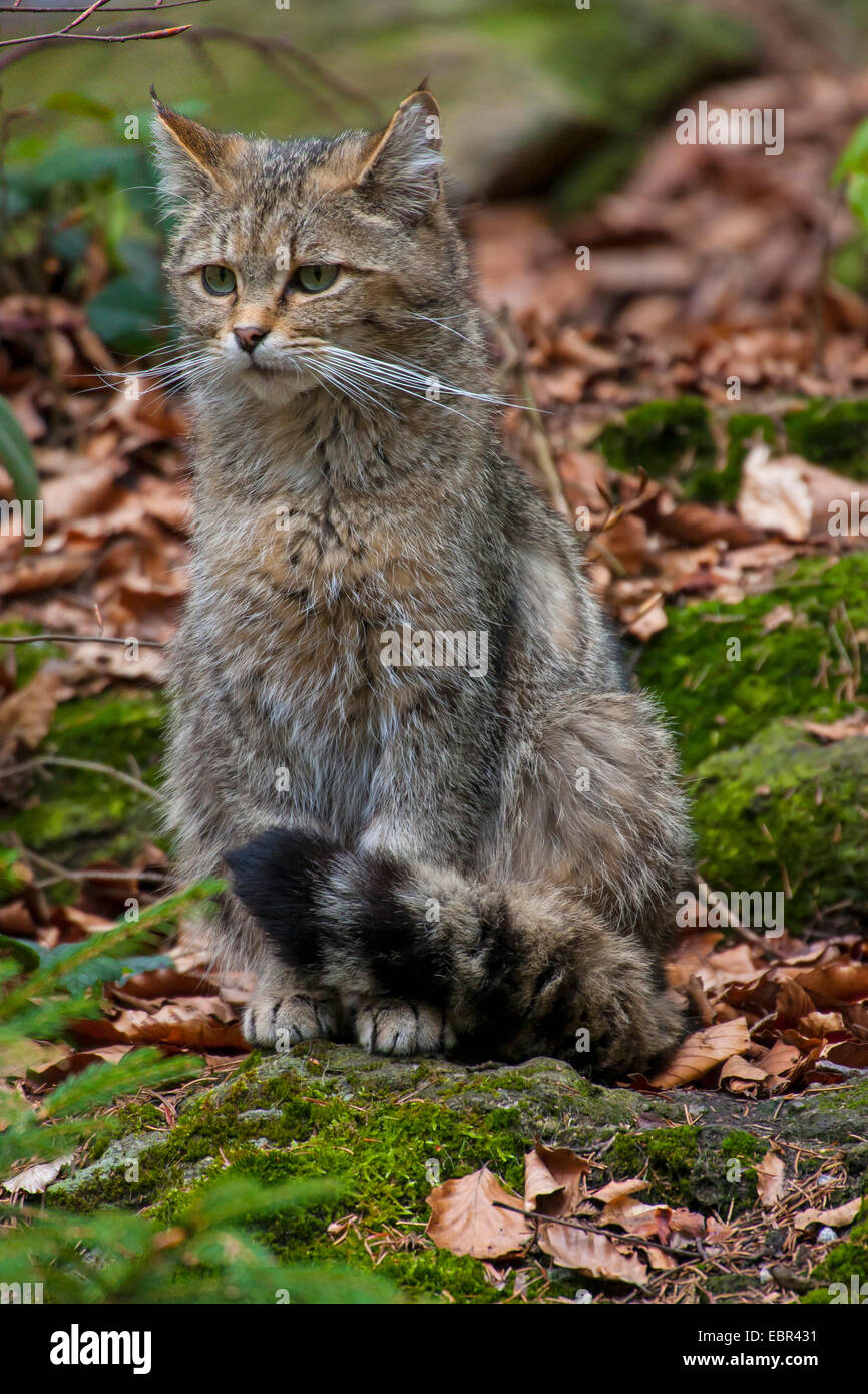 European wildcat, forest wildcat (Felis silvestris silvestris), sitting ...