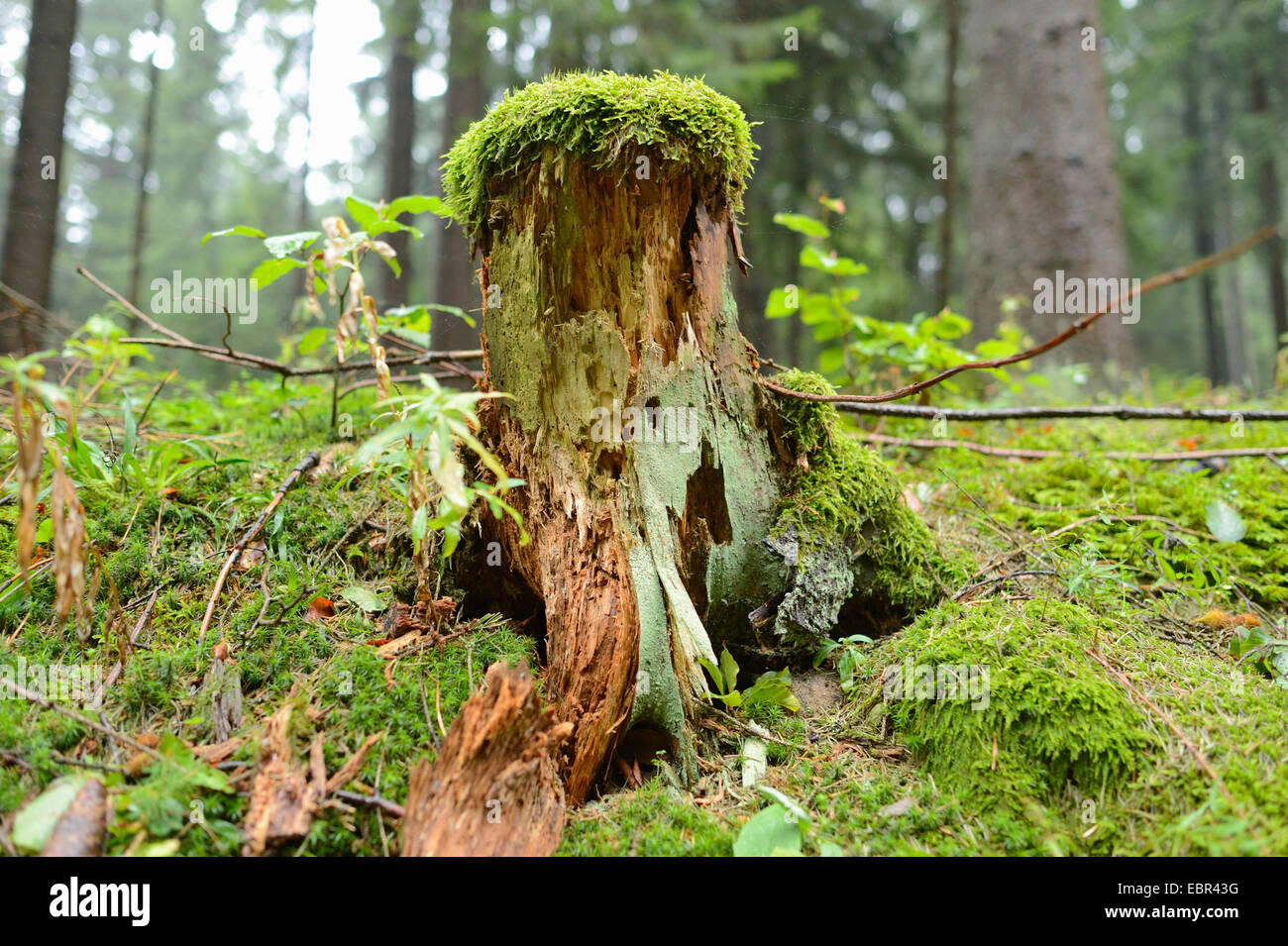 Mossy Tree Stump Mossy Tree Stump Mushrooms Forest — Stock Photo