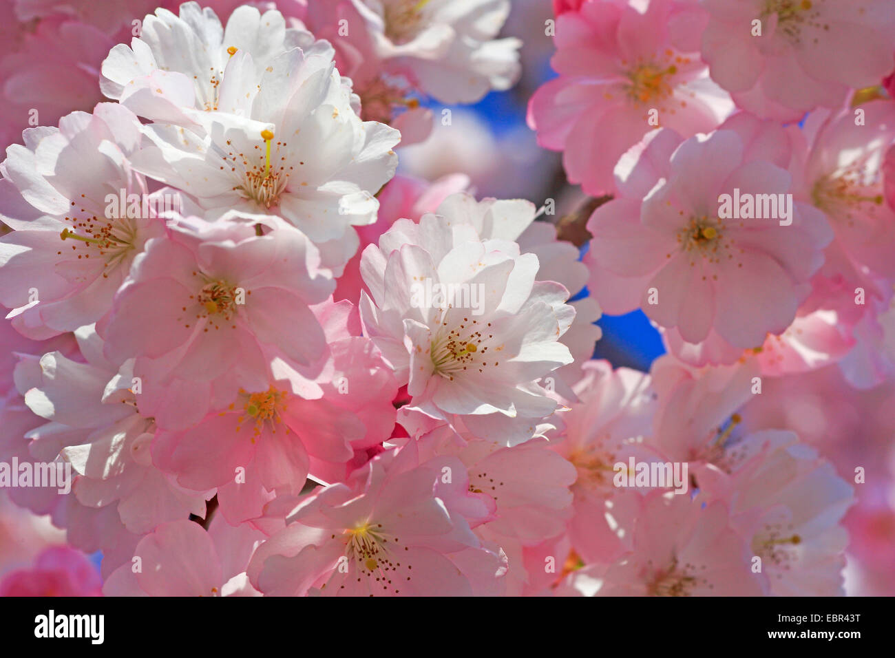Cherry tree (Prunus spec.), blooming ornamental cherry tree Stock Photo ...