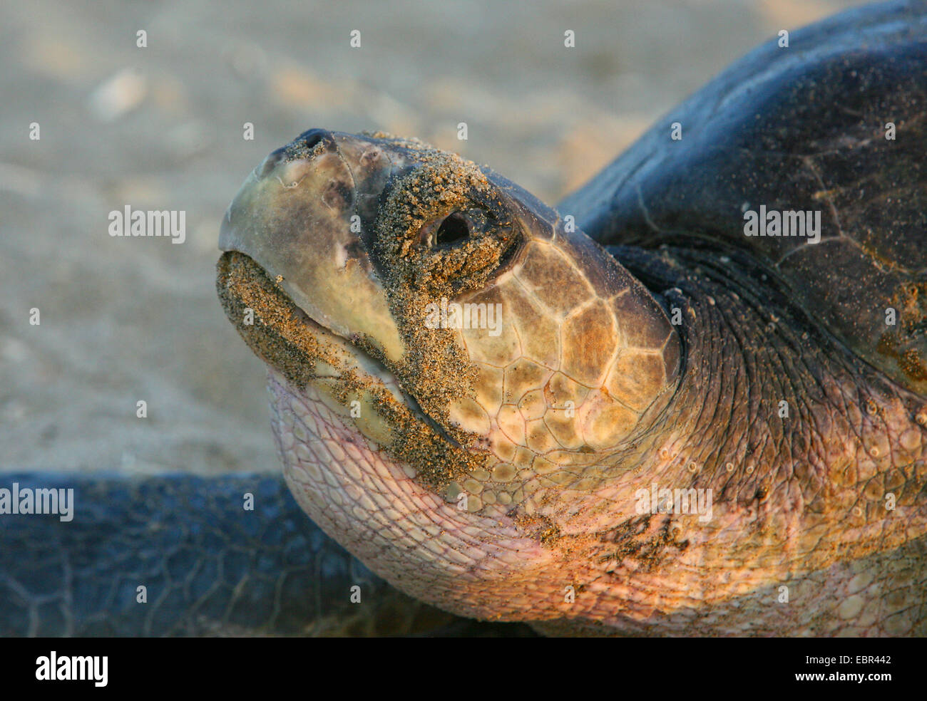 Protection mexico sea turtle hi-res stock photography and images - Alamy