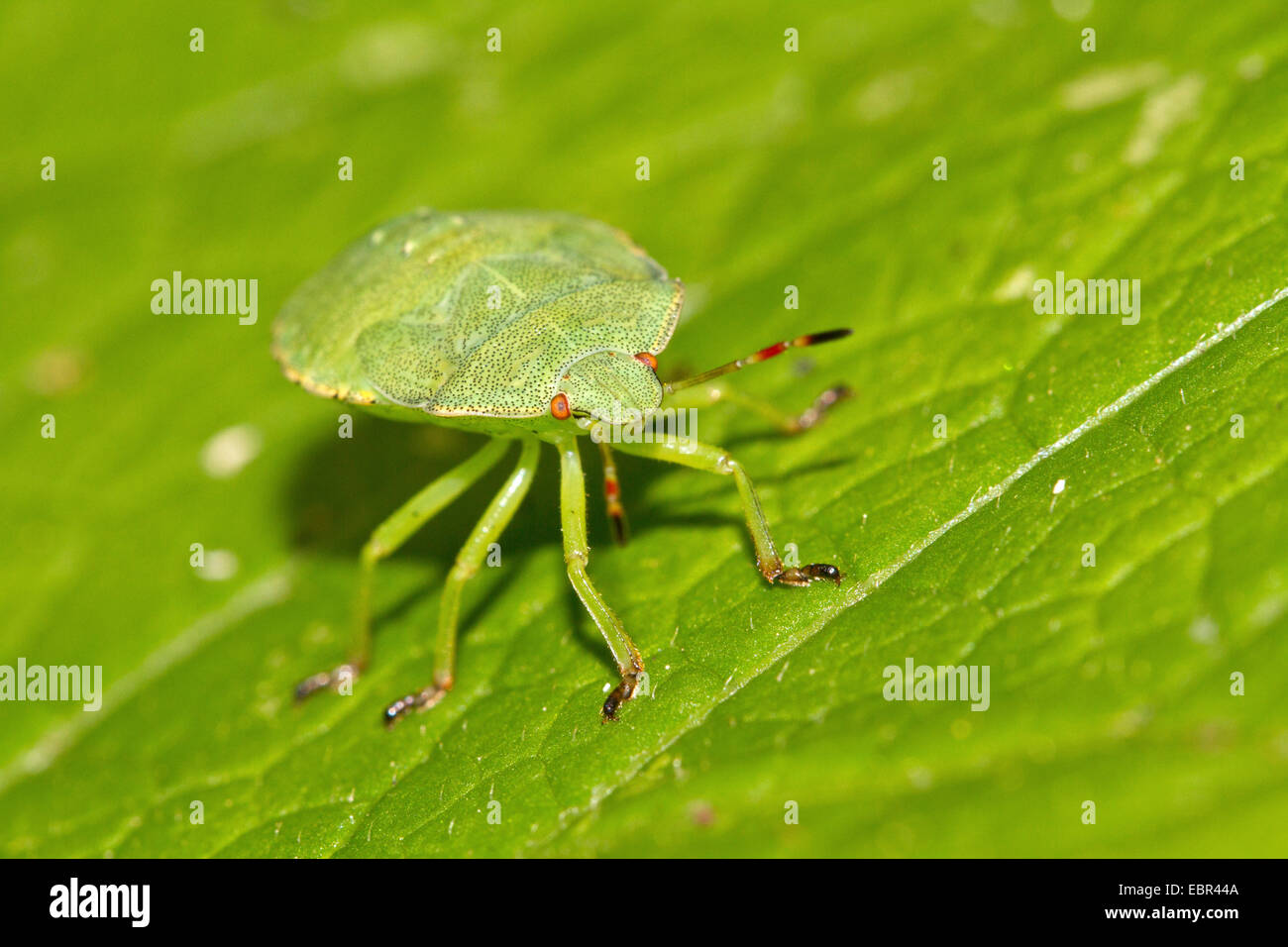 green shield bug, common green shield bug (Palomena prasina), nyph on a ...