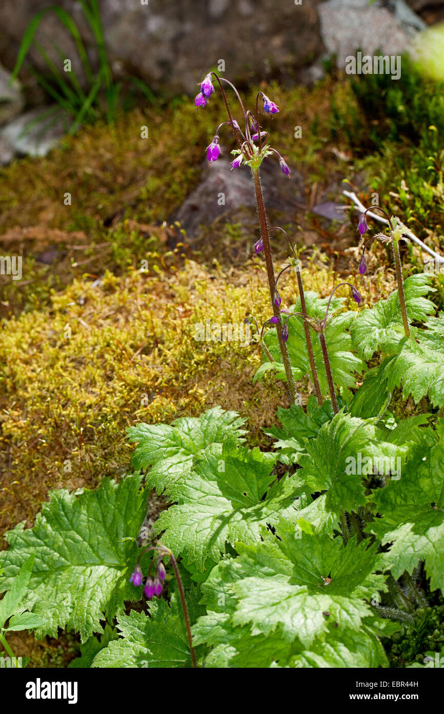 Alpine bells, Alpine bell (Cortusa matthioli, Primula matthioli ...