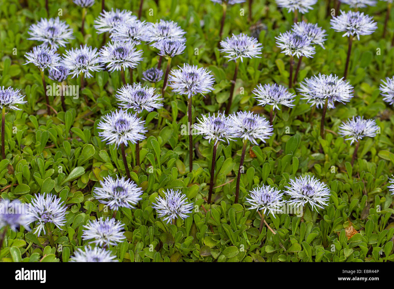 Globe daisy, Leather leaf owder puff, Powderpuff, Heart leaf globe ...