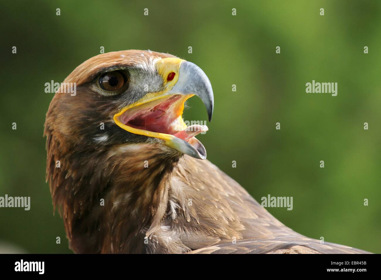 Great Eagle with open beak and tongue out Stock Photo - Alamy