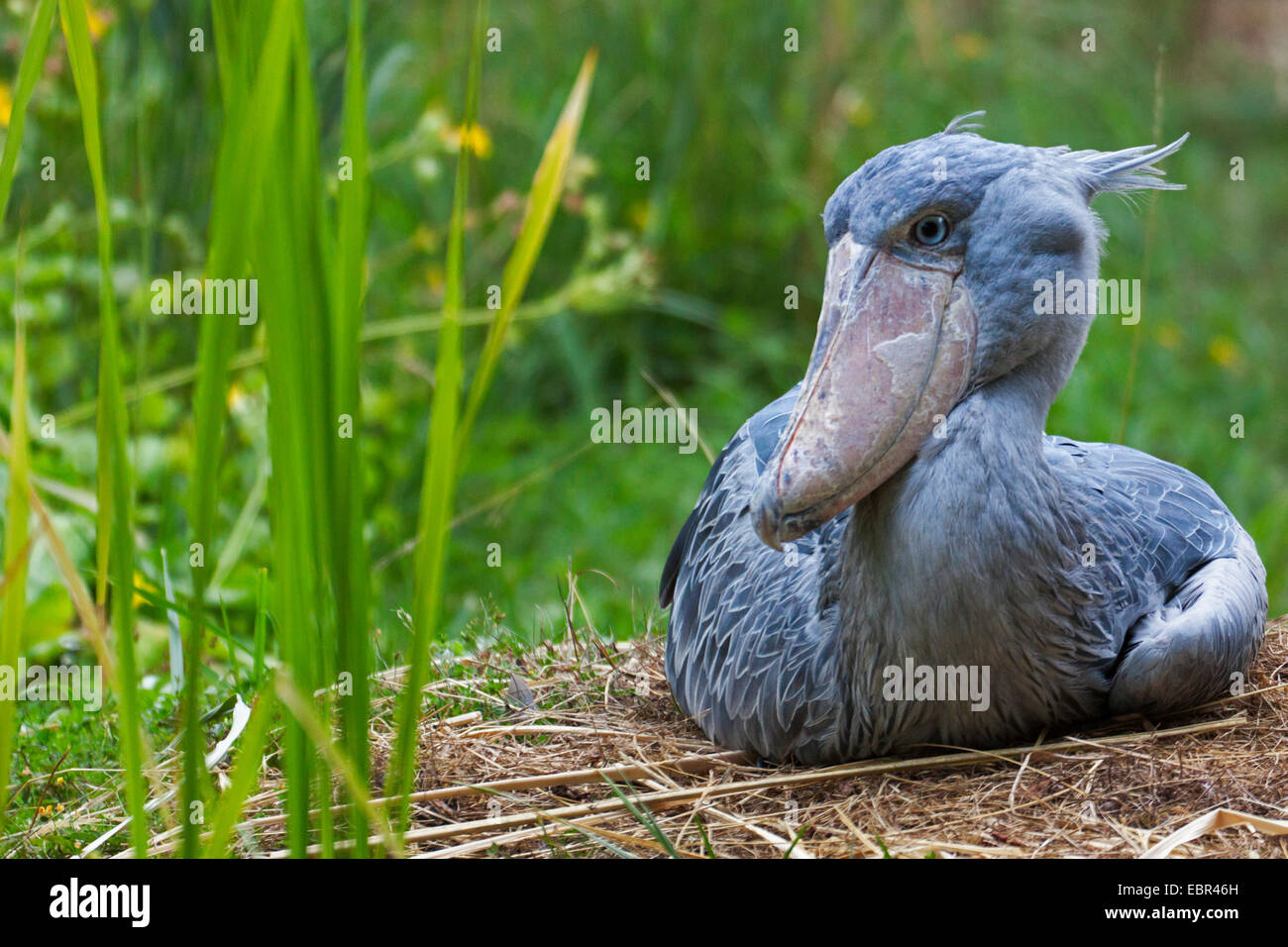 Gray stork hi-res stock photography and images - Alamy