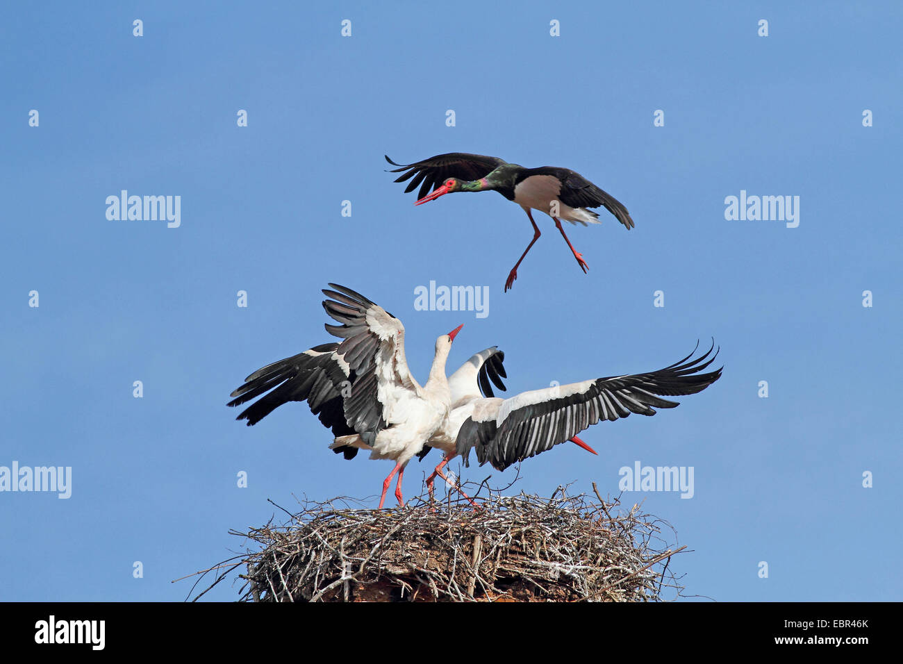 white stork (Ciconia ciconia), black stork attacking white storks on ...