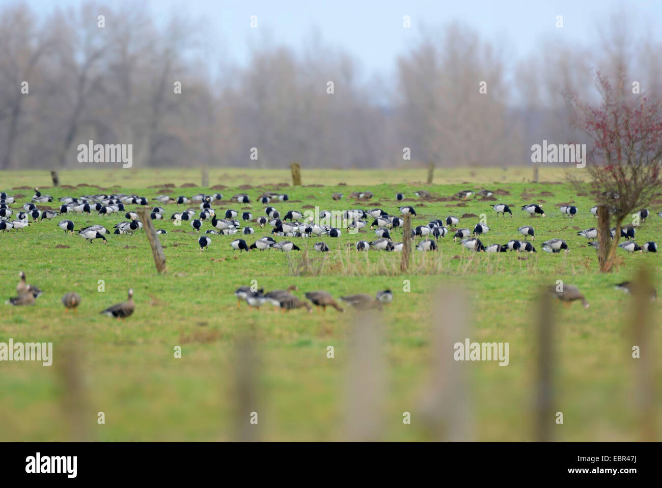 barnacle goose (Branta leucopsis), barnacle geese, Germany, North Rhine ...