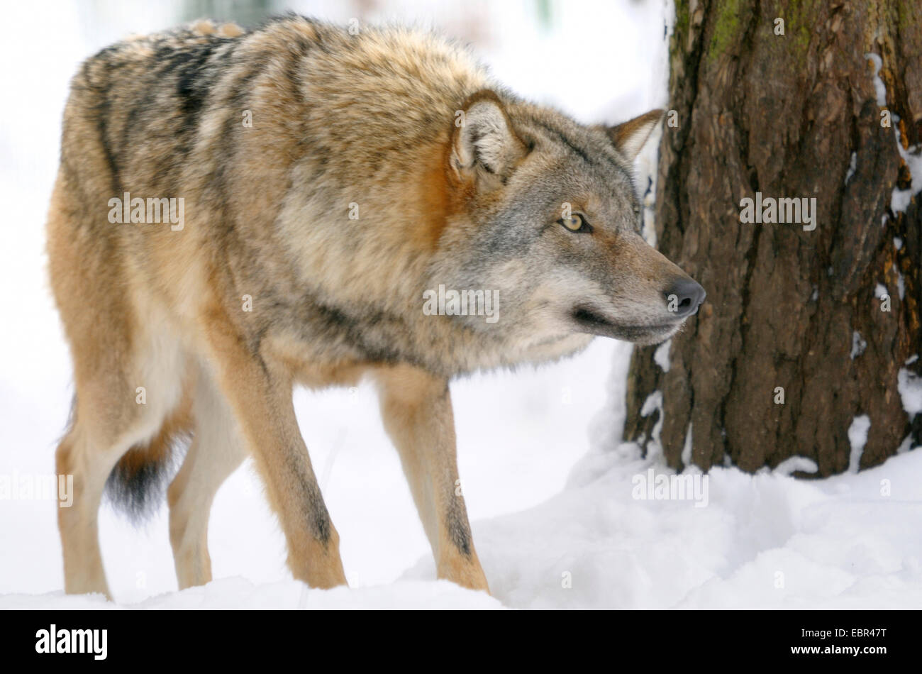 Wolf in snow hi-res stock photography and images - Alamy