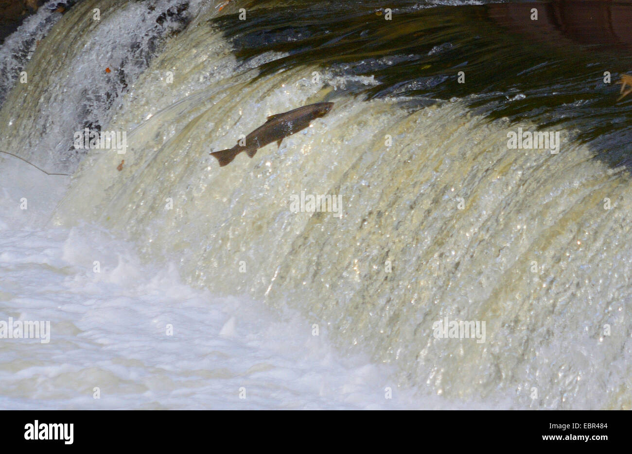 Atlantic salmon, ouananiche, lake Atlantic salmon, landlocked salmon ...