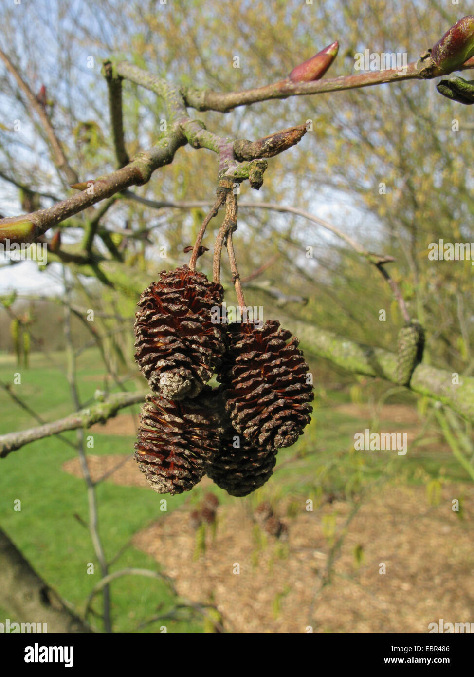 Japanese Alder (Alnus japonica), branch with cones in spring Stock ...