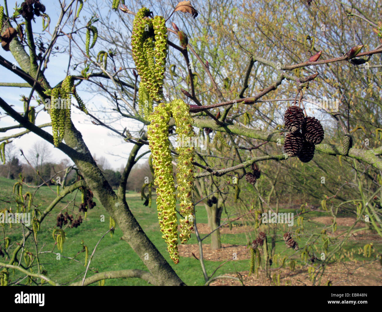 Japanese Alder (Alnus japonica), branch in spring with cones of the ...