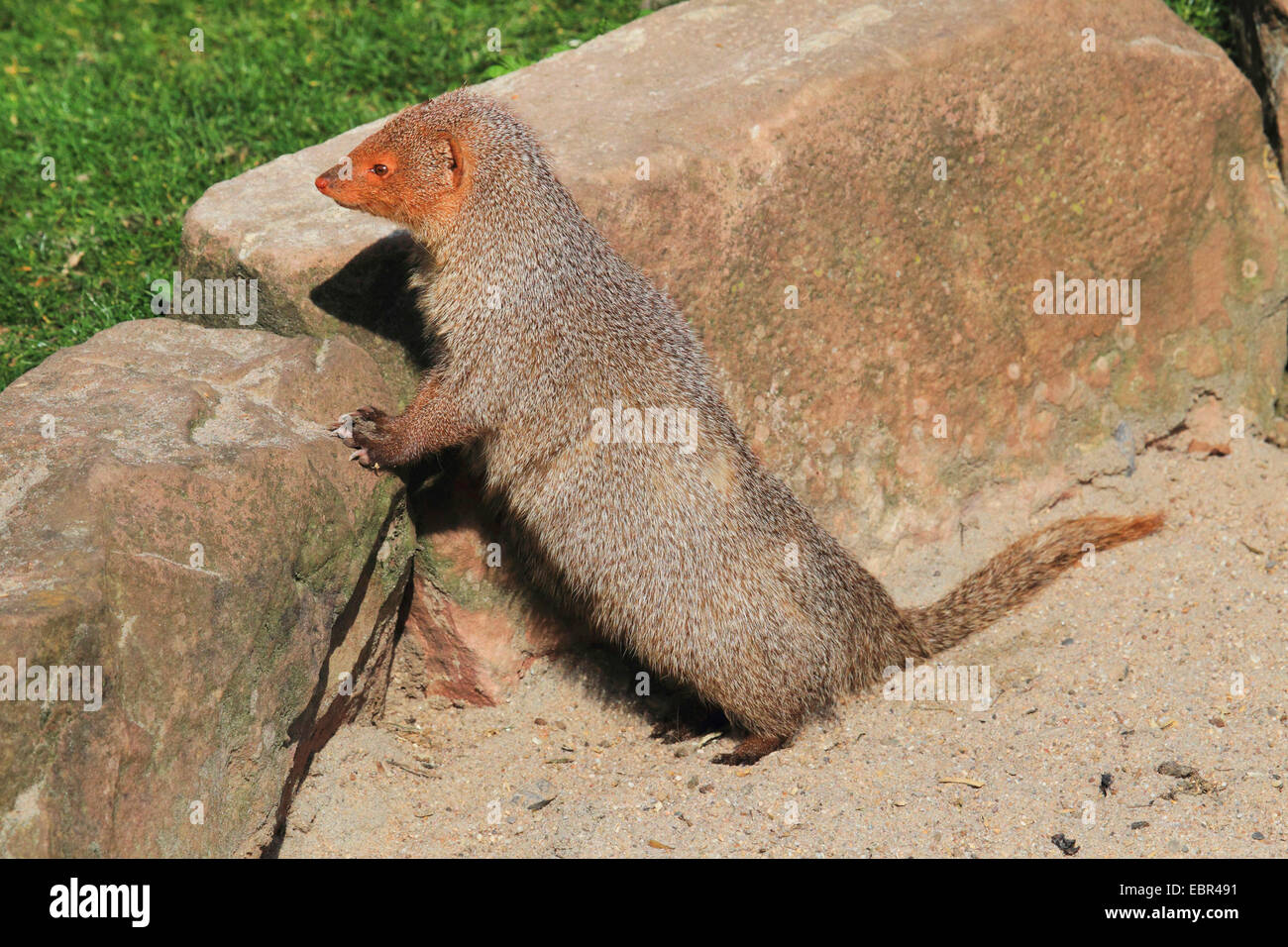 Indian Gray Mongoose, Common Grey Mongoose (Herpestes edwardsii ...
