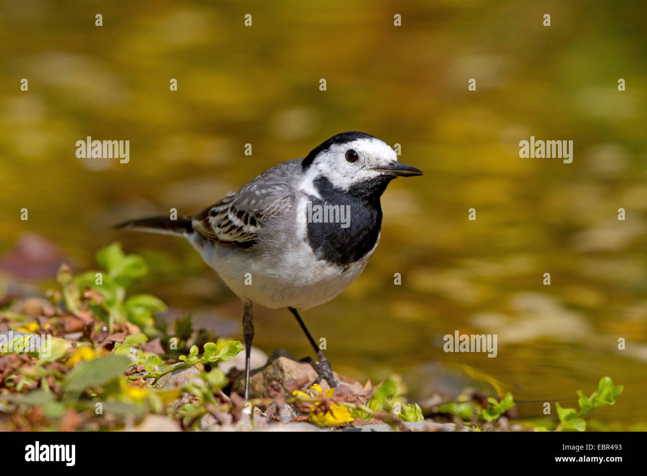 pied wagtail (Motacilla alba), standing at the brookside, Germany Stock ...