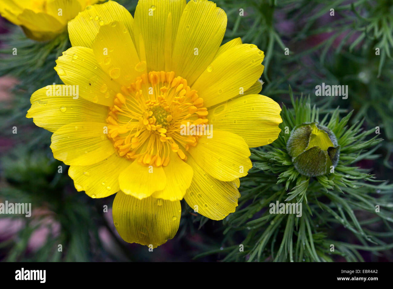 spring adonis (Adonis vernalis), flower, Germany Stock Photo - Alamy