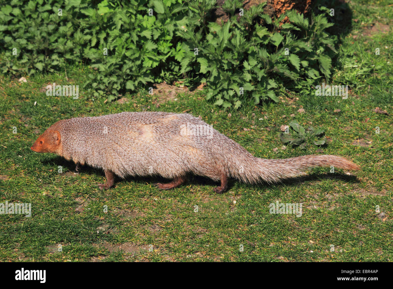 Indian Gray Mongoose, Common Grey Mongoose (Herpestes edwardsii ...
