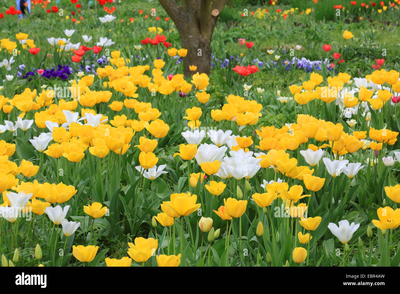 common garden tulip (Tulipa spec.), flower bed in spring with yellow ...