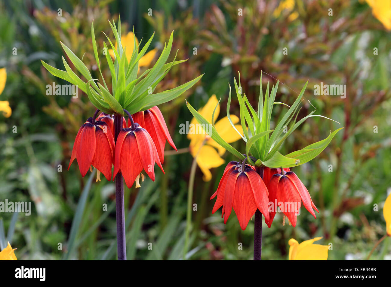 crown imperial lily (Fritillaria imperialis), blooming Stock Photo - Alamy