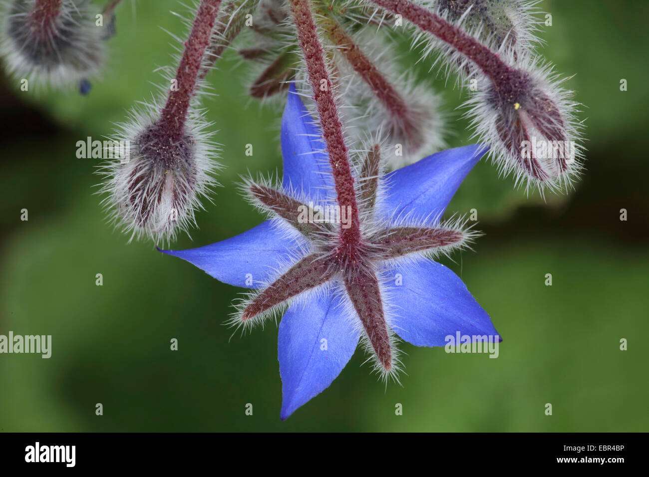 common borage (Borago officinalis), flower from above Stock Photo - Alamy