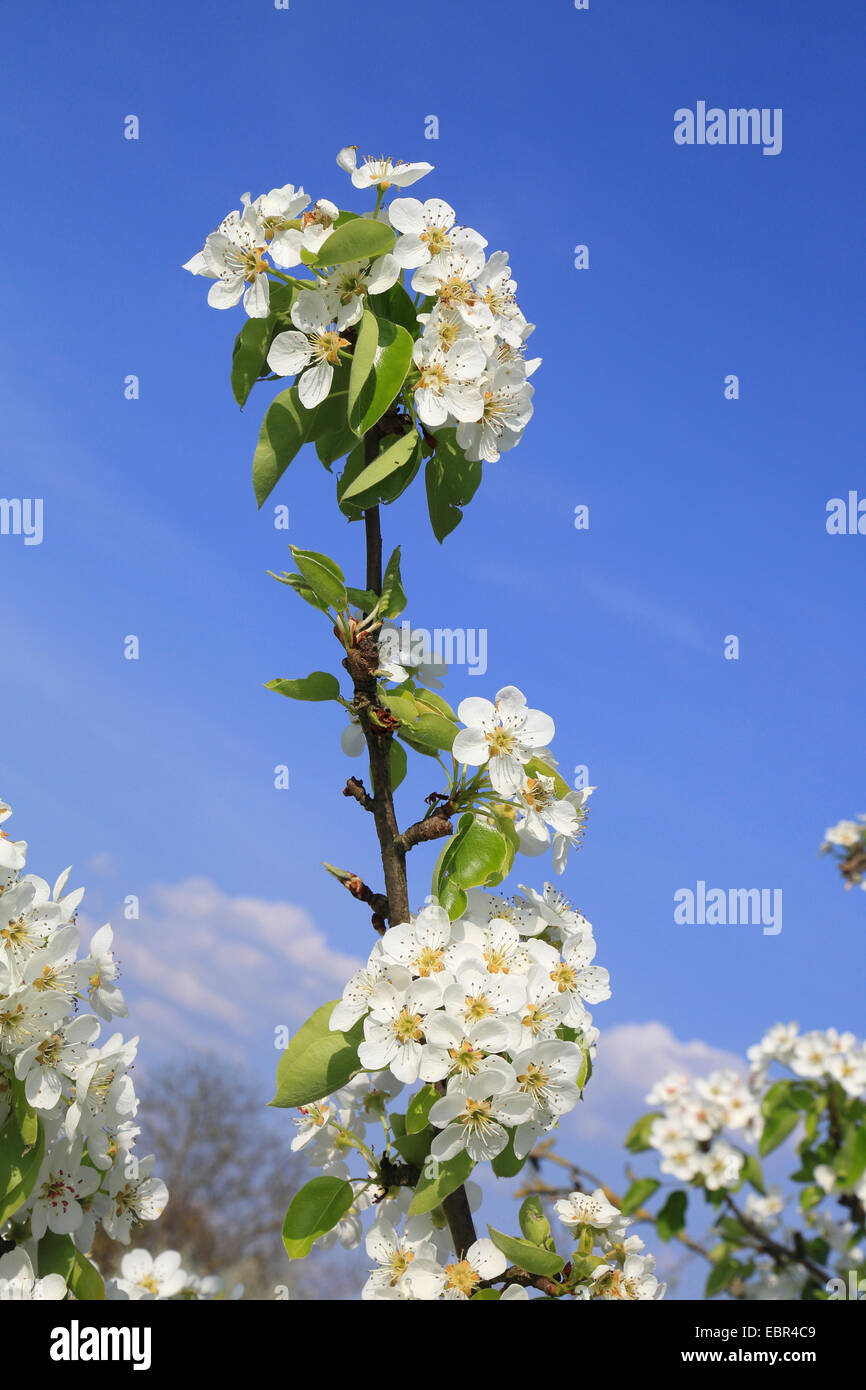 Common pear pyrus communis twig hi-res stock photography and images - Alamy