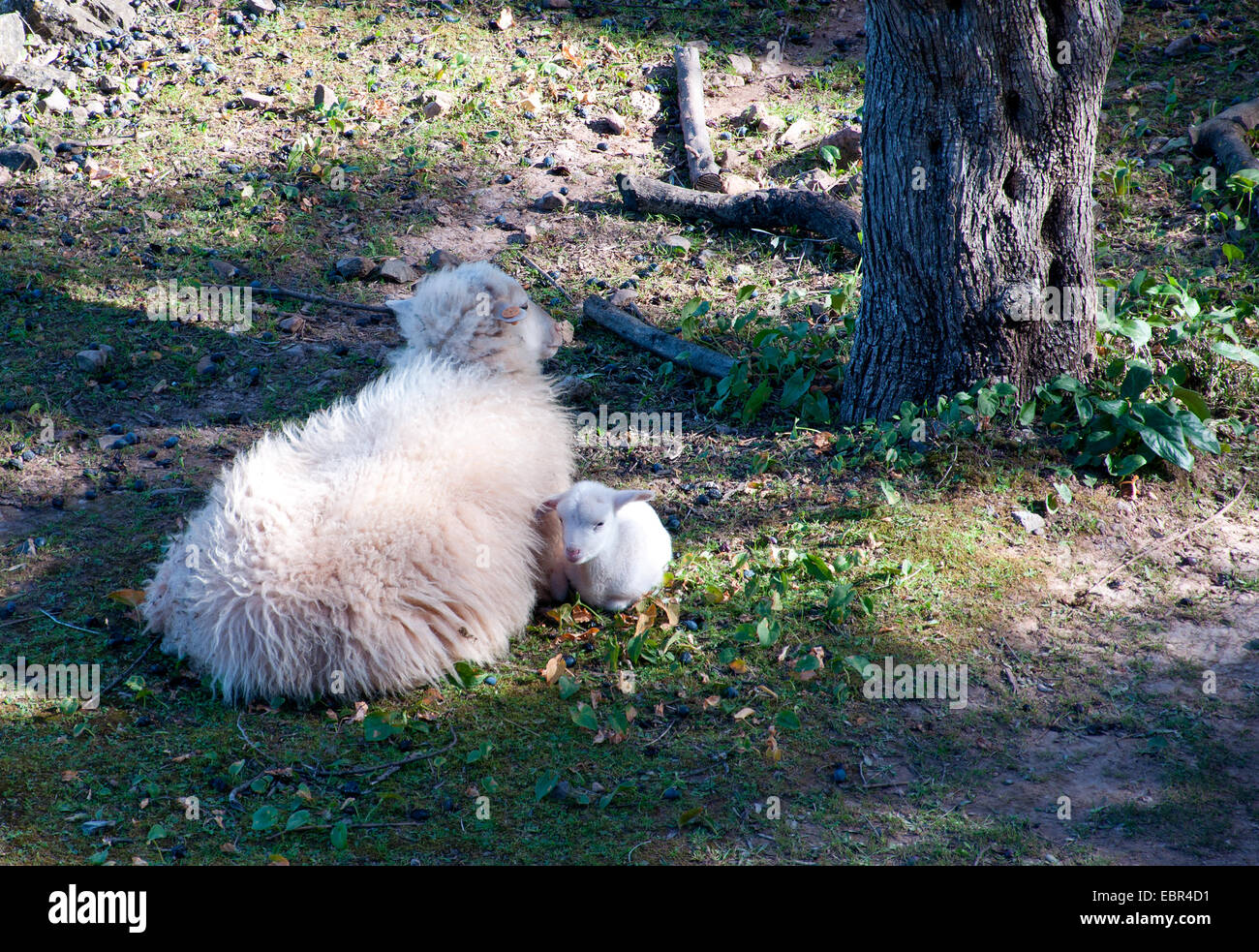 Majorca mallorca lamb hi-res stock photography and images - Alamy