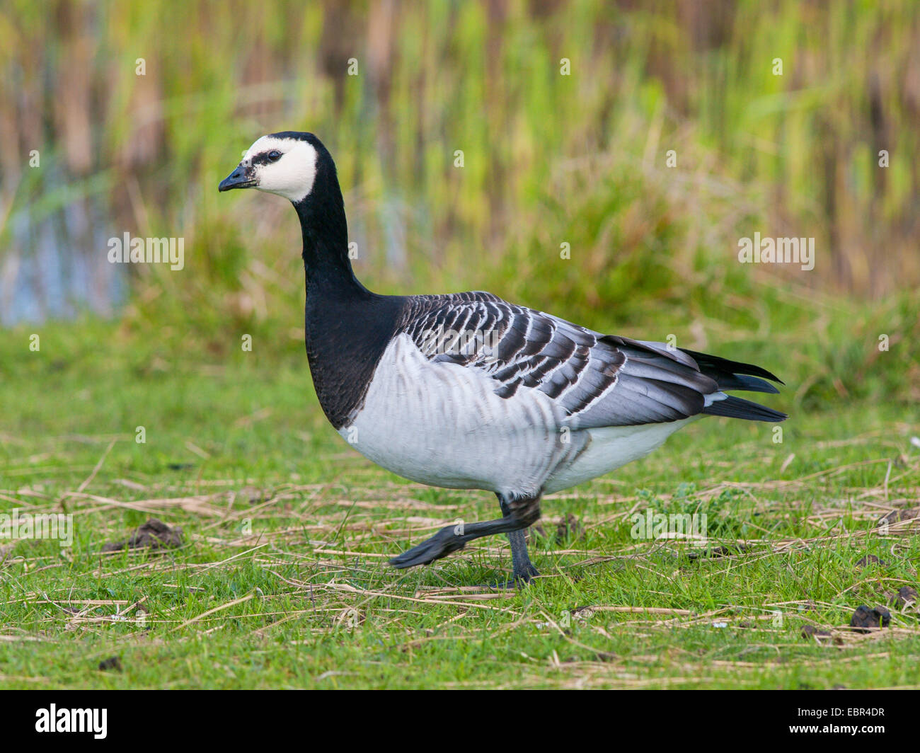 barnacle goose (Branta leucopsis), walking on the bank, Germany Stock ...