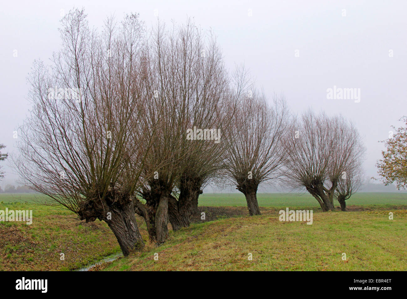 willow, osier (Salix spec.), row of pollarded willows at drainage ditch ...