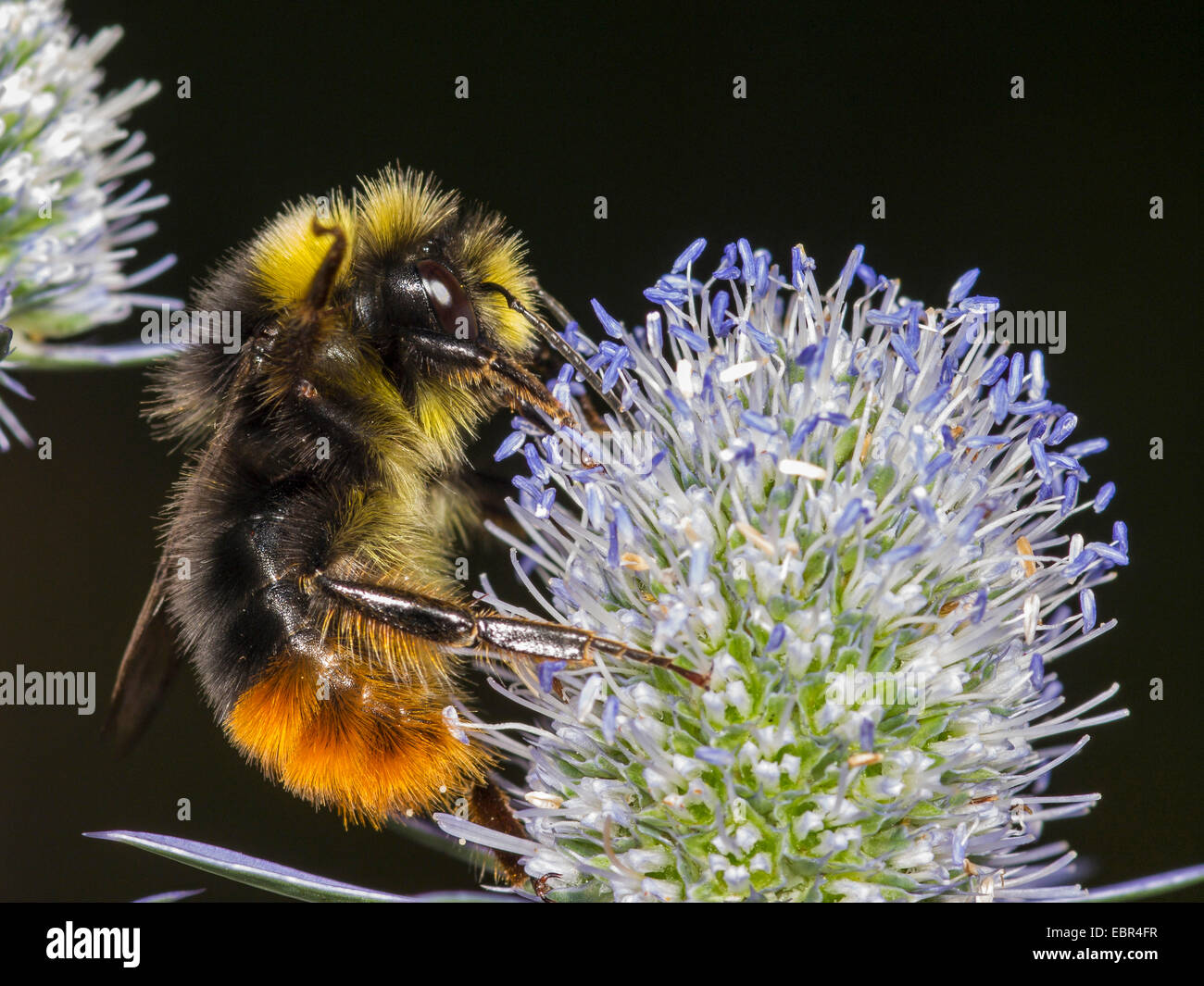 red-tailed bumble bee (Bombus lapidarius, Pyrobombus lapidarius, Aombus ...