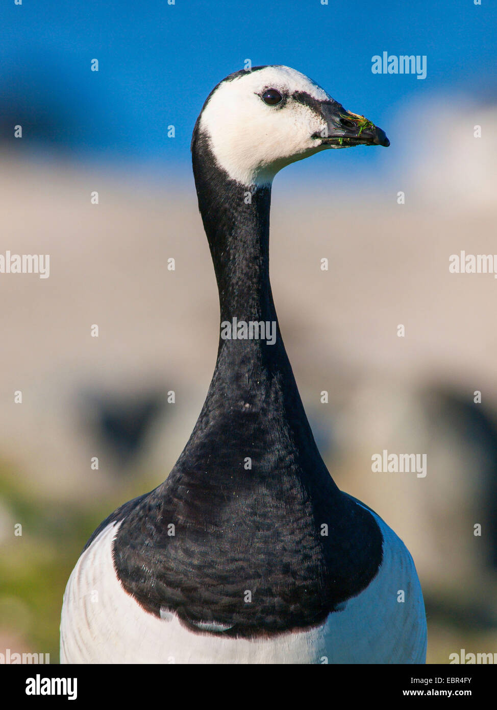 barnacle goose (Branta leucopsis), half-length portrait, Germany Stock ...