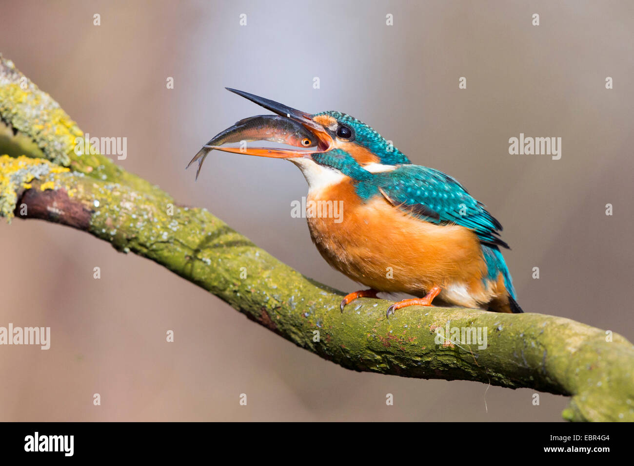 river kingfisher (Alcedo atthis), catching thrown prey, Germany ...