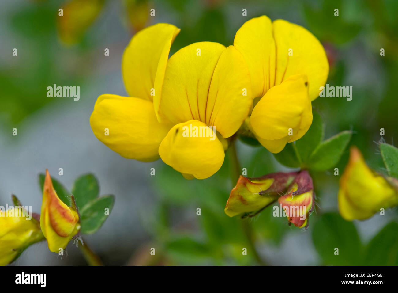 Alpine birdsfoot-trefoil (Lotus alpinus), blooming, Switzerland Stock ...
