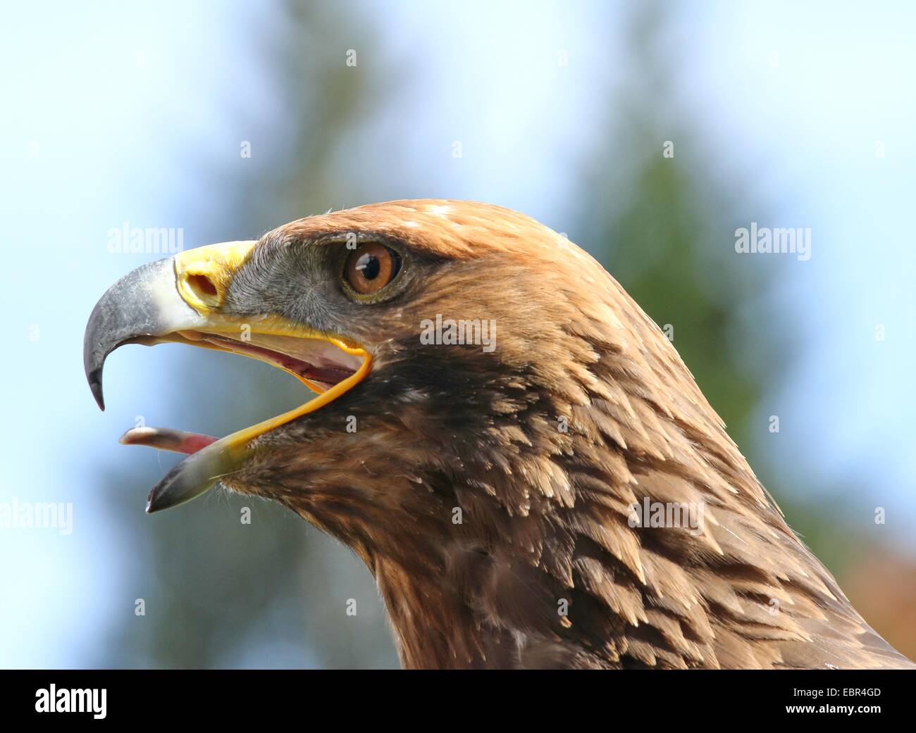 Angry eagle hi-res stock photography and images - Alamy
