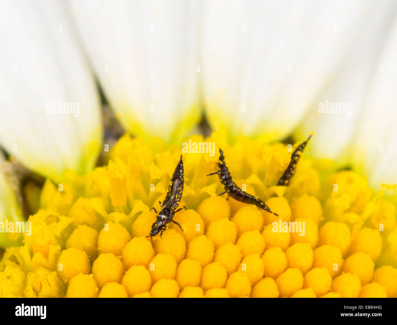 Thrips (Suocerathrips lingus), on ox-eye daisy flower (Leucanthemum ...