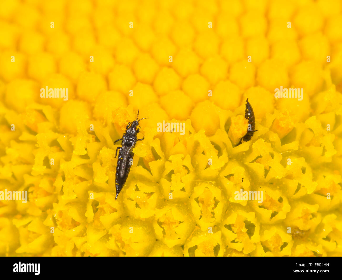 Thrips insects hi-res stock photography and images - Alamy