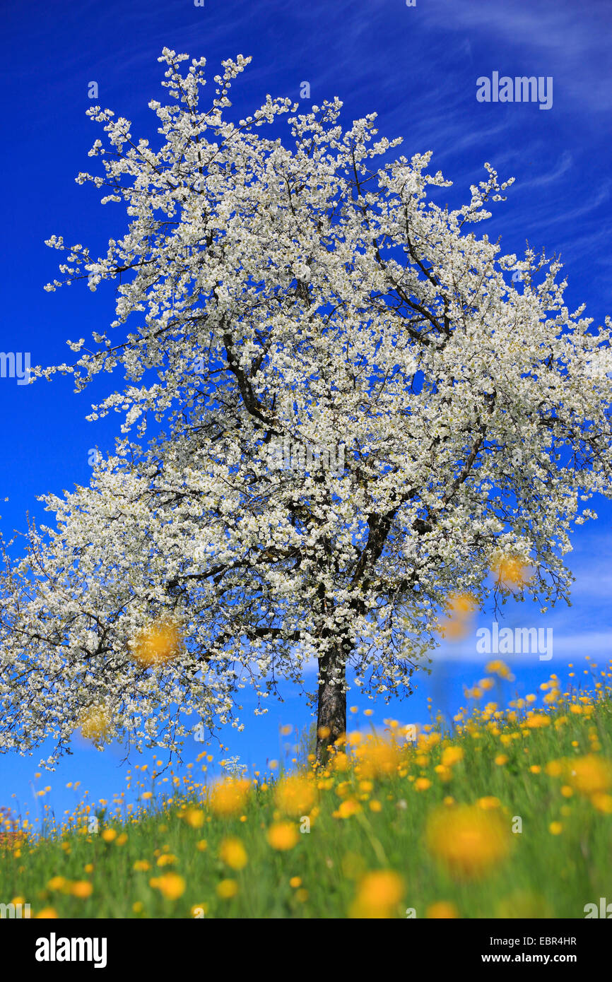 common pear (Pyrus communis), flowering pear tree in spring ...