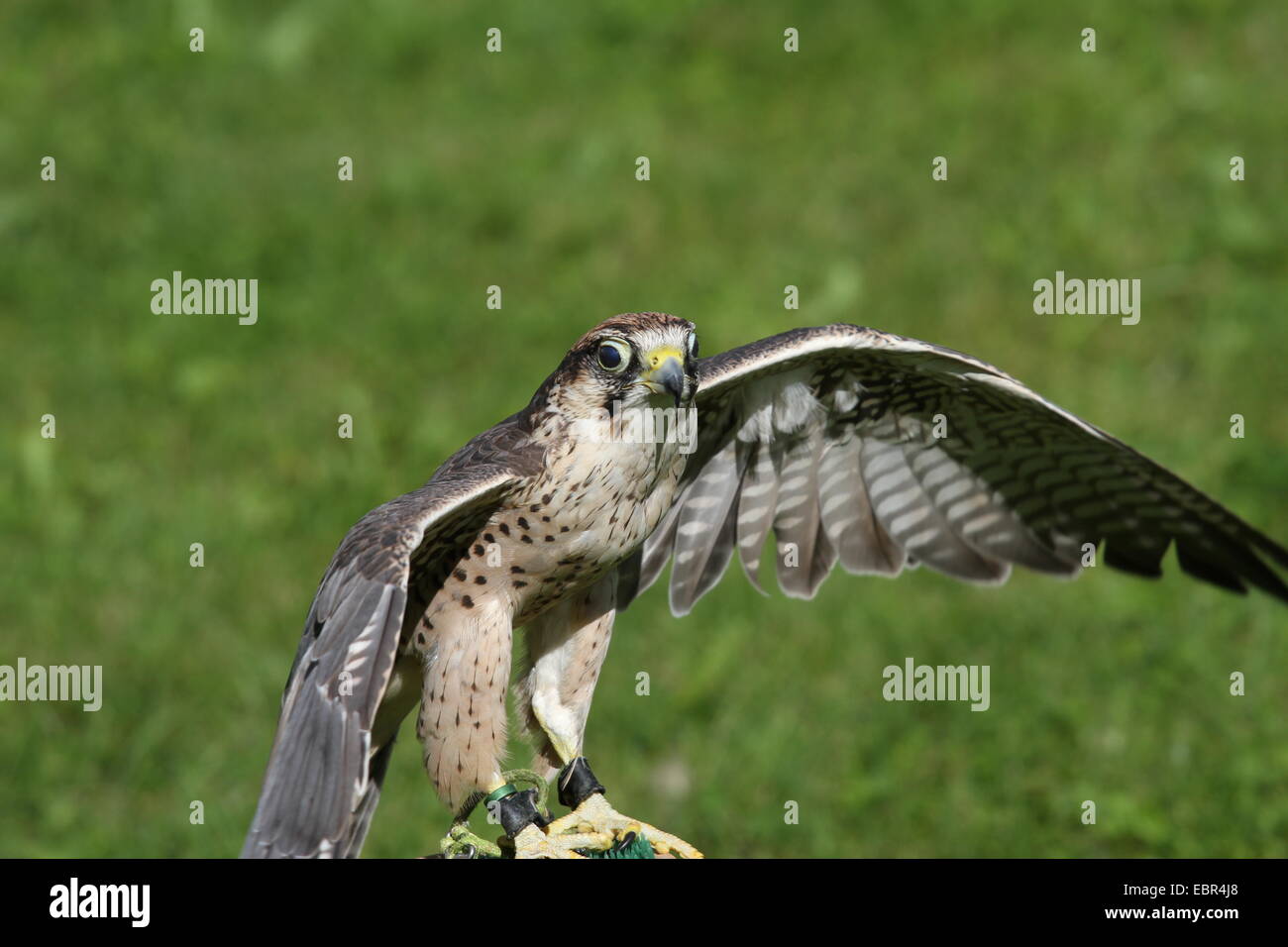 Peregrine falcon isolated hi-res stock photography and images - Alamy