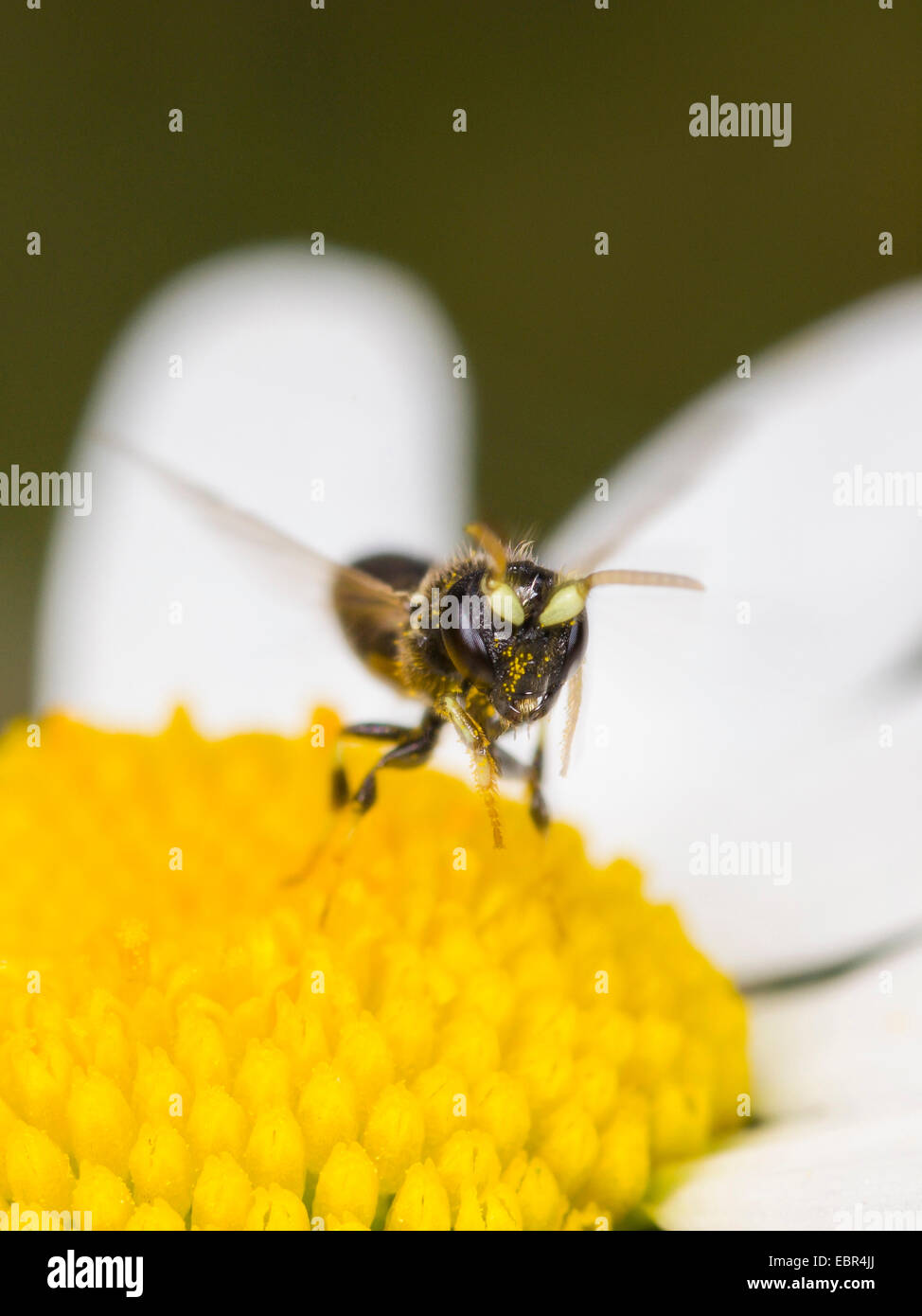 Yellow face hi-res stock photography and images - Alamy