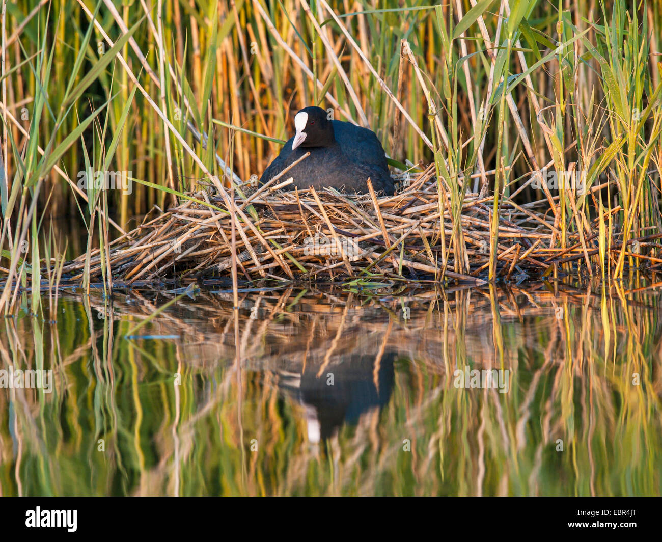 Reed nest hi-res stock photography and images - Alamy